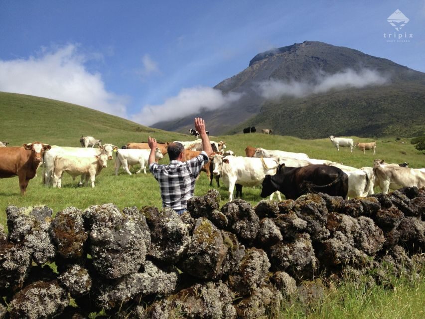 Pico Day Tour: Get to know Pico Island with a local guide - Who Will Love This Tour?