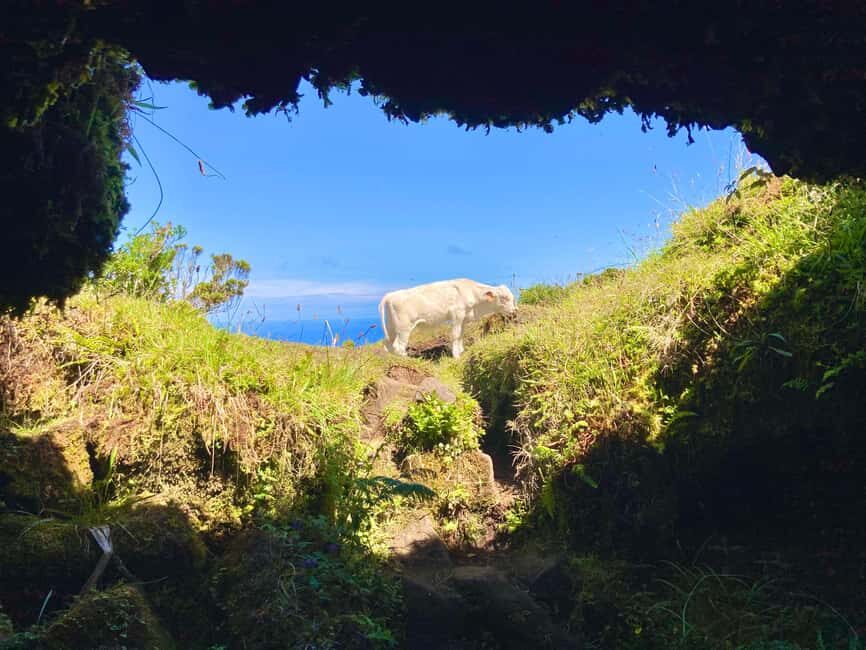 Pico Island: Lagoons and Mysterious Lava Tunnels Guided Tour - What’s Included & Practical Details