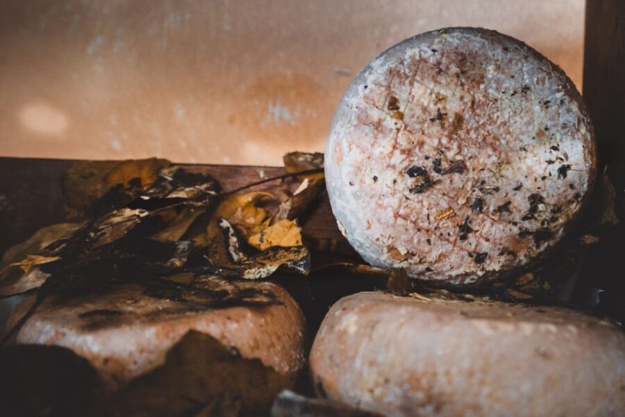 Pienza: Dairy Farm Tour with Pecorino Cheese Tasting - An In-depth Look at the Dairy Farm Tour Experience