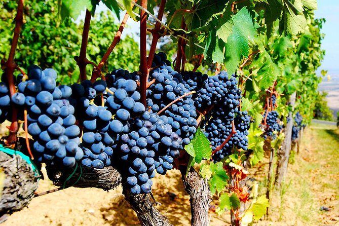 Pienza, Montalcino, Brunello Wine and Pecorino Cheese PRIVATE TOUR from FLORENCE - Practical Tips for Your Tour