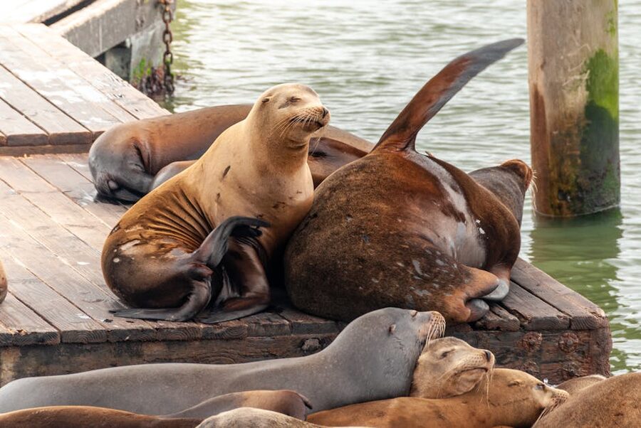 Sea lions on wooden pier at Pier 39, San Francisco