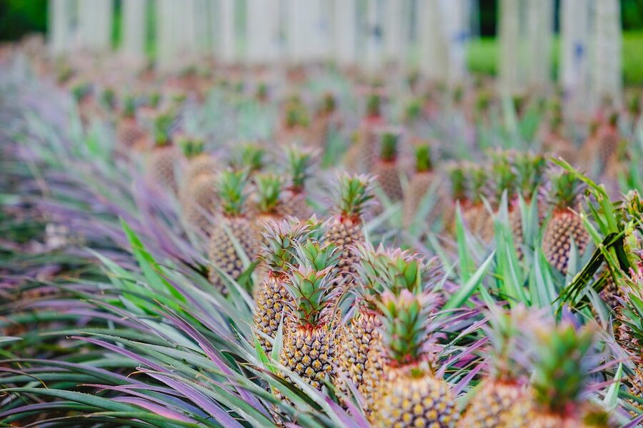 Pineapple fields ready for harvest showcasing agriculture