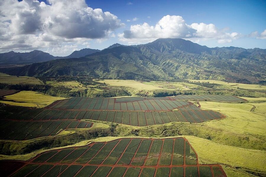 Pineapple fields in Hawaii with mountain landscape