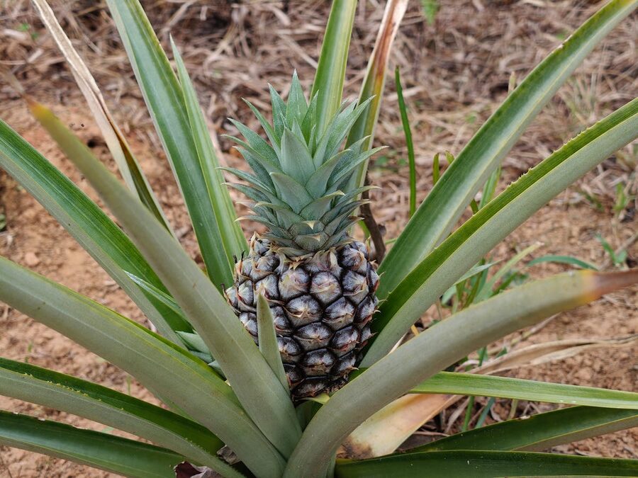Pineapple plant growing outdoors in natural setting