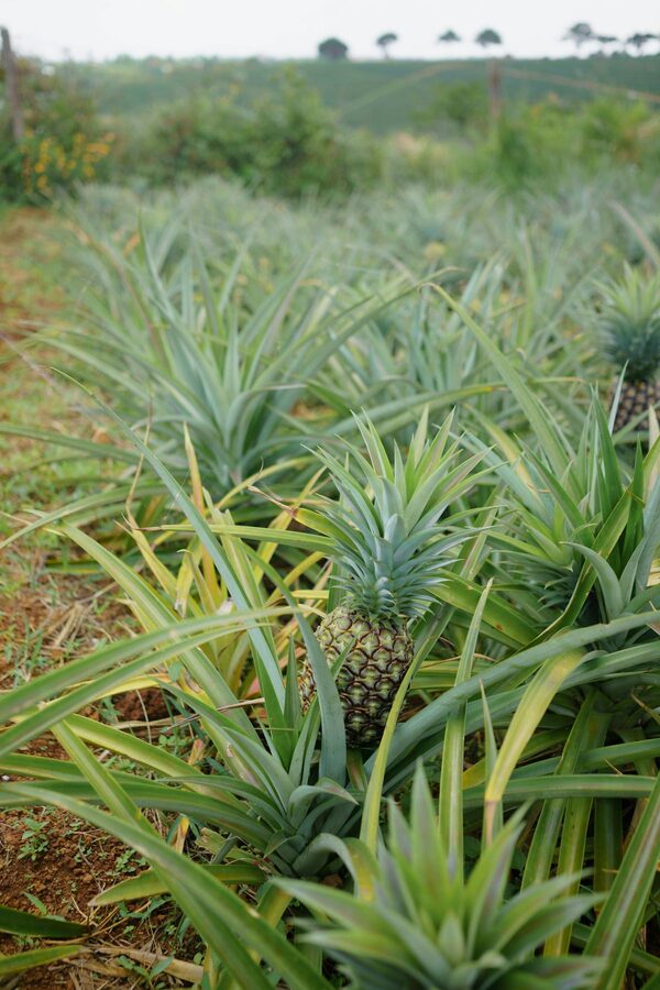 Pineapples growing in a lush tropical field