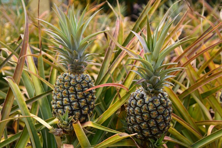 Pineapples growing in tropical plantation with lush greenery