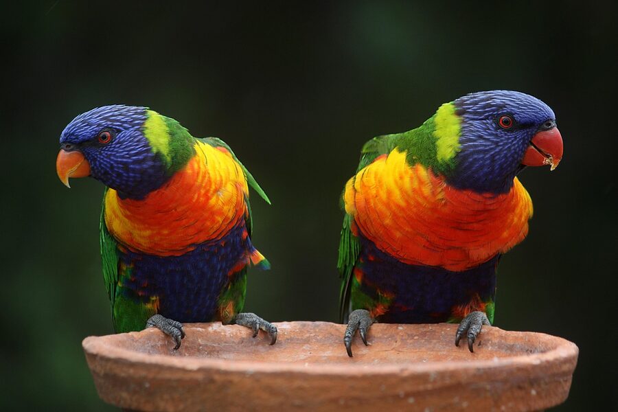 Rainbow lorikeets pair Australia
