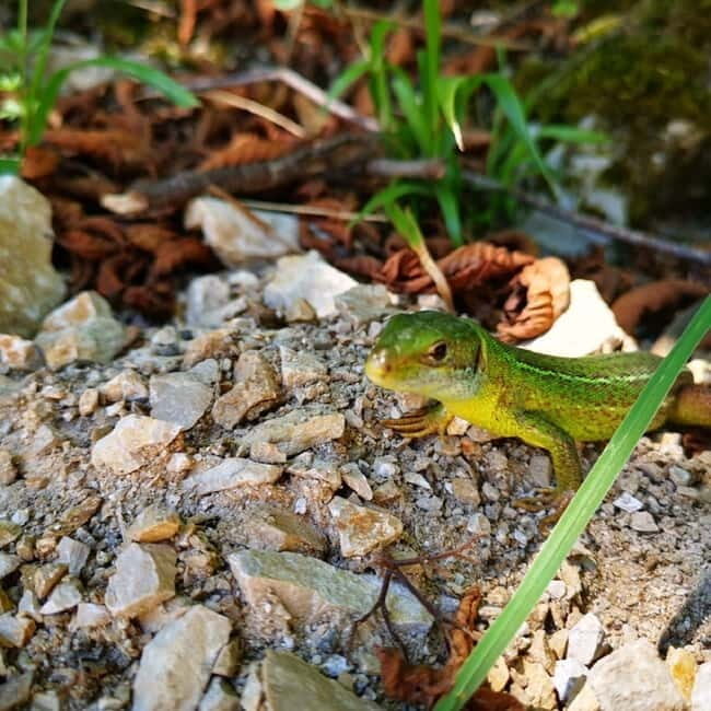 Plitvice Lakes National Park: Walking, Boat, and Train Tour - Why Choose This Tour?