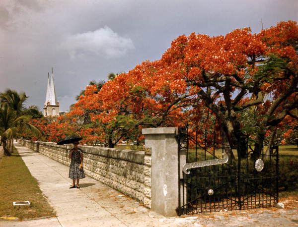 Royal Poinciana tree in full red bloom on Truman Avenue in Key West, Florida