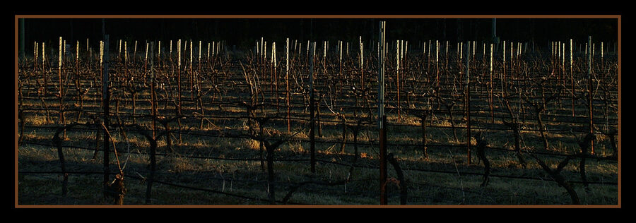 Sunset over a Pokolbin vineyard in Hunter Valley