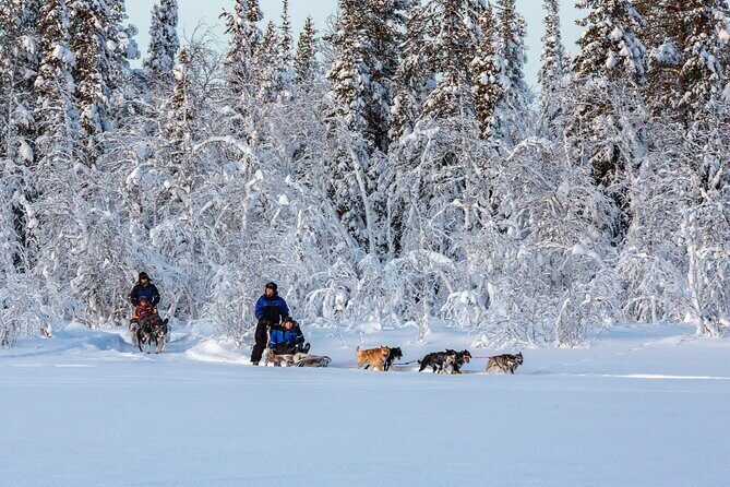 Polar Sunrise Eco Experience (10:00-13:00- driving the sled) - What Makes This Tour Stand Out?