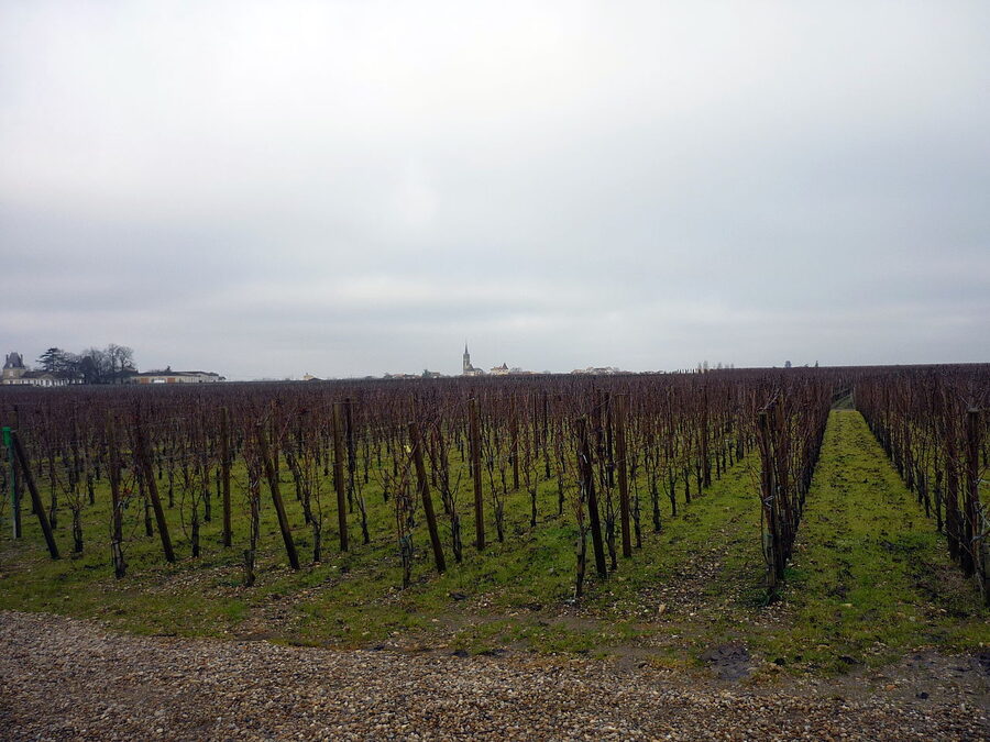 Pomerol vineyard Chateau L'Evangile winter Right Bank Bordeaux