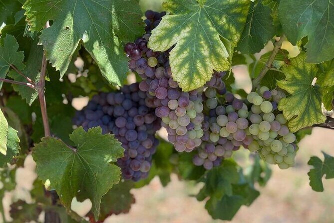 Pompeii & Wine Tasting : Private Day Trip from Naples - What Makes This Tour Stand Out?