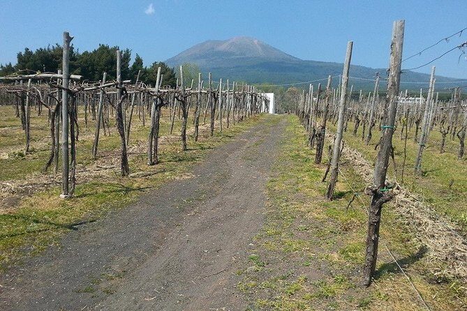Pompeii-Wine tasting tour from Sorrento, licensed guide included - Authentic Reviews & Insights