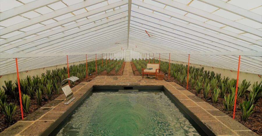 Ponta Delgada: Greenhouse Hot Tube with Pineapple Tour - The Value for Money
