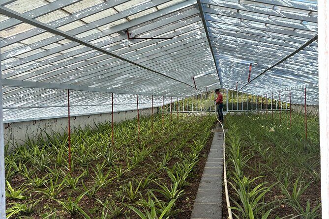 Ponta Delgada Private City Tuk Tuk Tour - Transportation & Tour Logistics