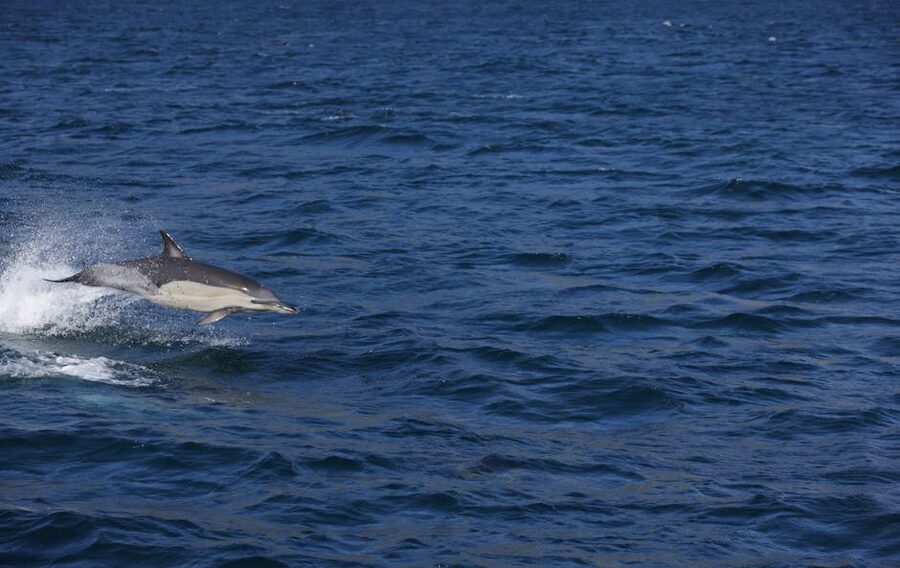 Bottlenose dolphin leaping above the ocean waves