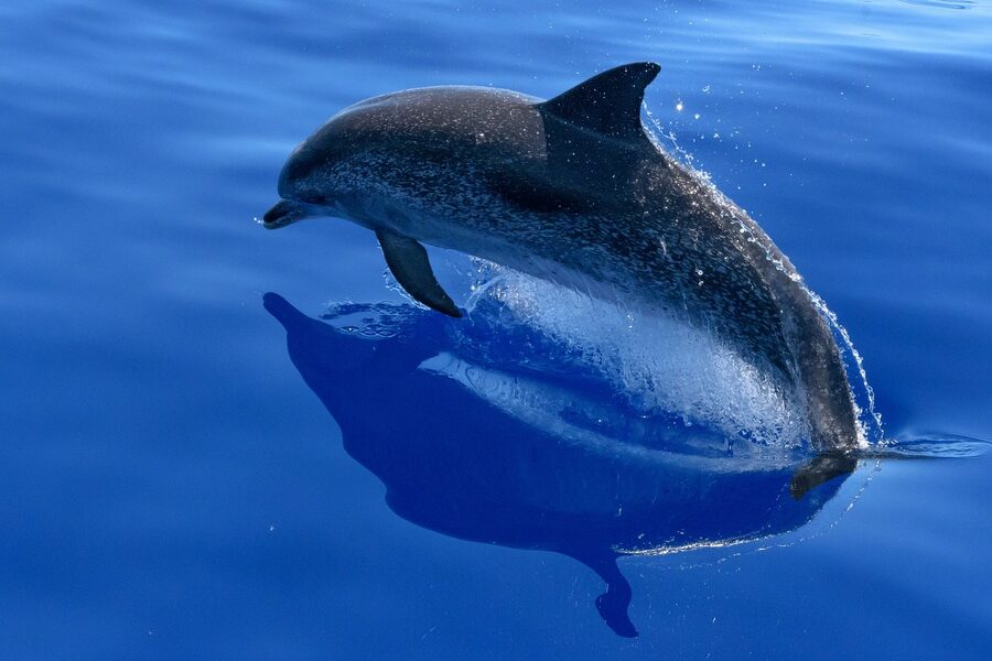 Dolphin leaping above the sea surface