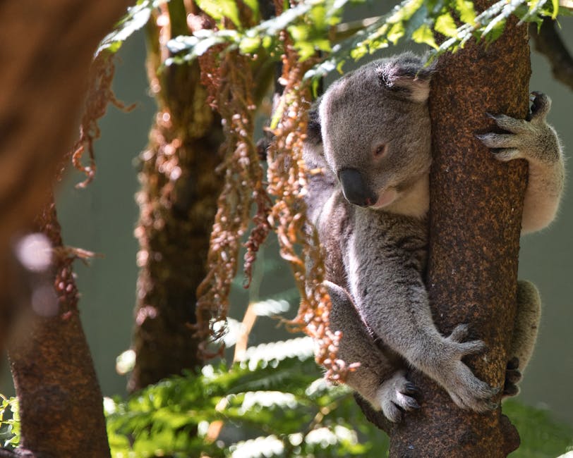 Koala clinging to a eucalyptus tree in New South Wales