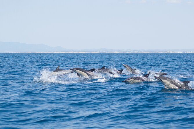 Portimão : 2.5 hours Dolphins Watching Biologist on Board - Final Thoughts