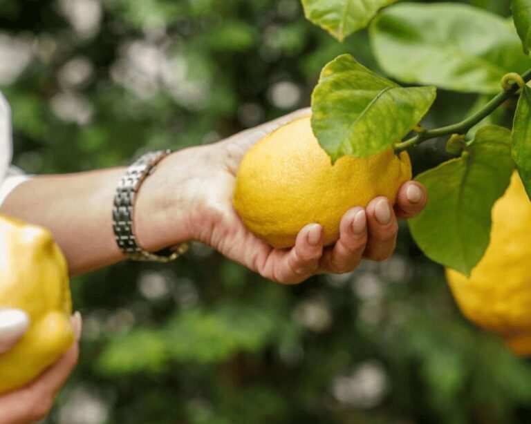 Porto center- Workshop A nata do BJ making pasteis de nata - Tasting and Sharing