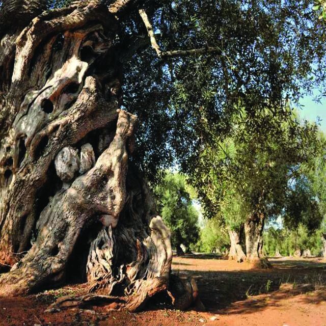 Porto Cesareo: Tour in oliveto con degustazione olio e vini - Exploring the Oliveto and Its Heritage