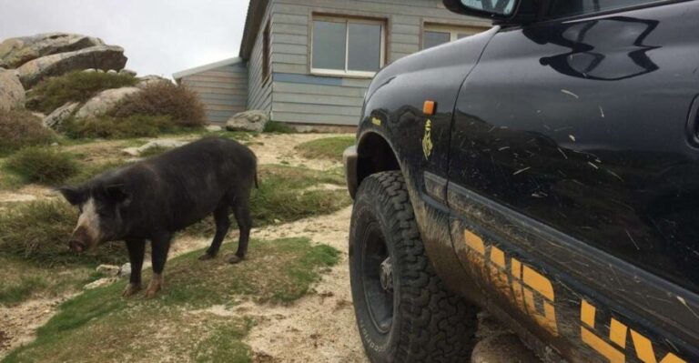 Porto Vecchio: Cuscionu Plateau & Alta Rocca 4x4 Tour - What Sets This Tour Apart?