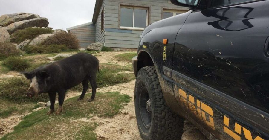 Porto Vecchio: Cuscionu Plateau & Alta Rocca 4x4 Tour - What Sets This Tour Apart?