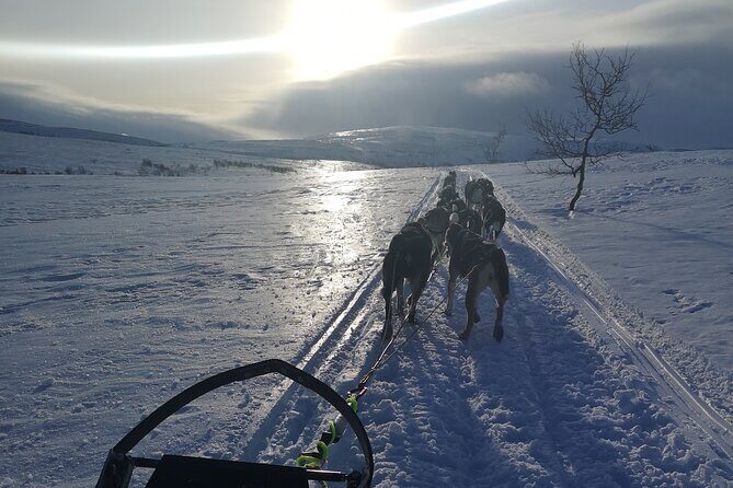 Privat sled trip with husky in the alta valley - The Practicalities: What You Need to Know