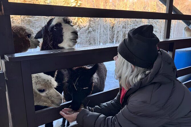 PRIVATE Alpaca Guided Forest Walk + Feeding Helsinki - What Makes This Tour Stand Out?