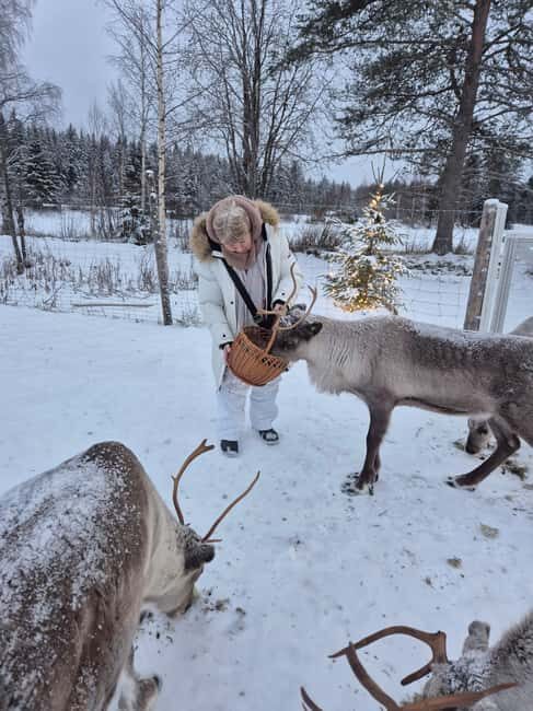 Private and authentic reindeer experience in homefarm - Practical details and tips
