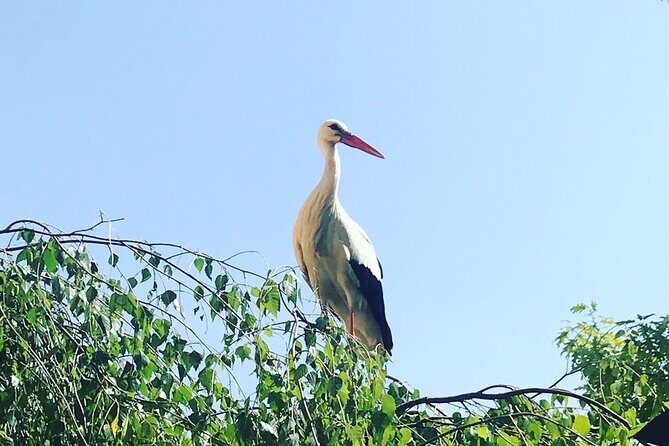 Private and customizable: Alsace Wine Route HIGHLIGHTS in 3 hours - Who Should Consider This Tour?