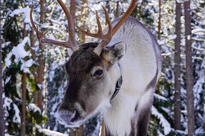 PRIVATE Authentic Reindeer Experience Helsinki - An In-Depth Look at the Tour