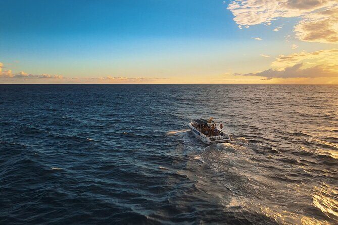 private charter 3 Hours Whale Encounter puerto colon adeje - The Authenticity and Value of the Experience