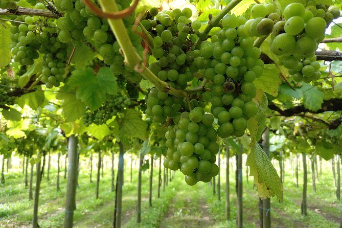 Private Cliffs, Grilled Fish & Txakoli Wine Experience - Who Is This Tour Best For?