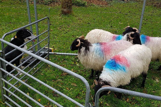 Private Connemara Day Tour - Transportation and Comfort