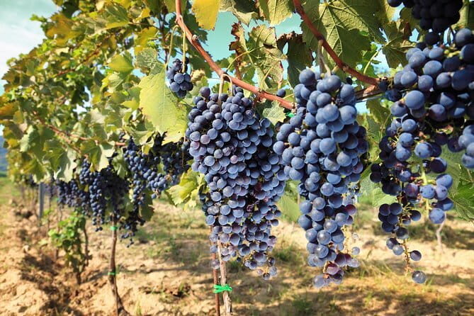 Private daytrip to Siena & Chianti wine country, with wine tasting from Florence - Who Will Love This Day Trip?