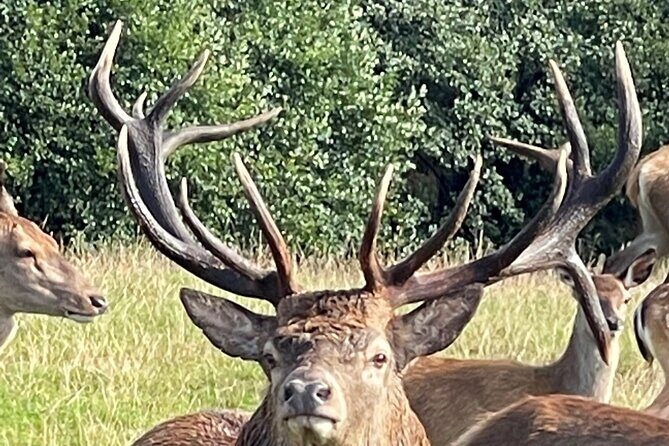 Private Deer Park Tour and Day Out in Leek - Practical Details and Tips for Visitors