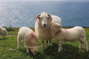 Private Dingle Peninsula Full-Day Tour