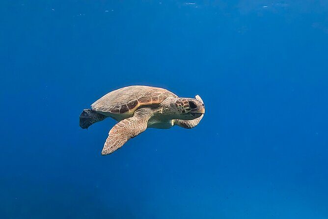 Private Discover Scuba Diving Experience in Messinia - The Experience: What to Expect