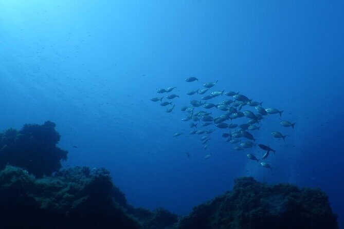 Private diving baptism in the Golf of Calvi - The Value of This Experience