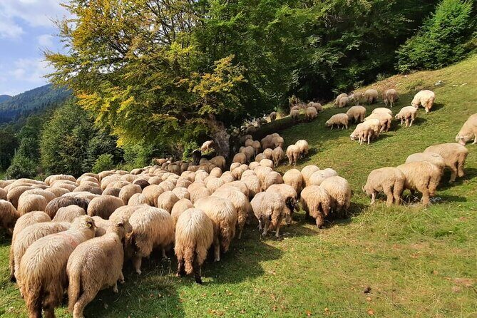 Private Full-Day Hiking Tour in Piatra Craiului National Park - The Guides and the Experience