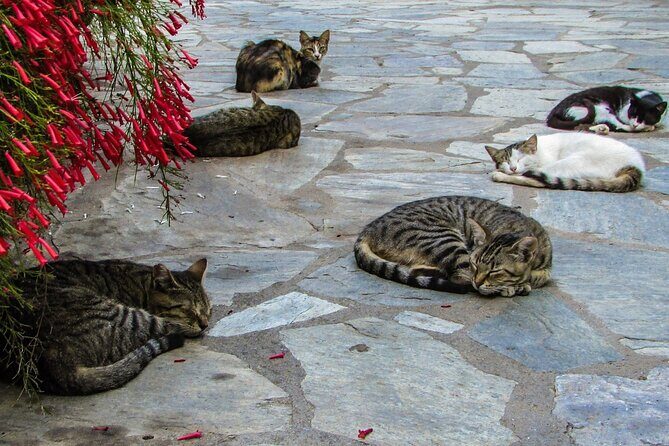 Private Full-Day Tour to Cyprus Monasteries - Who Is This Tour Best Suited For?