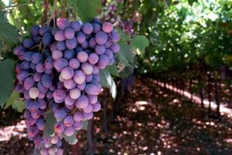 Private Full-Day Wine Tour from Dubrovnik to Peljesac - What You Can Expect from This Wine Tour