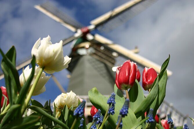 Private Guided Tour of Keukenhof Tulip Gardens & Private Windmill - Who Is This Tour Perfect For?