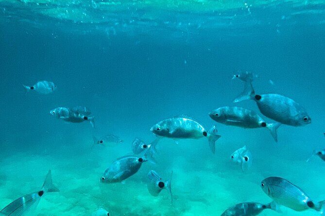 Private Half-Day Boat Excursion in Pula - The Itinerary: What You’ll Experience