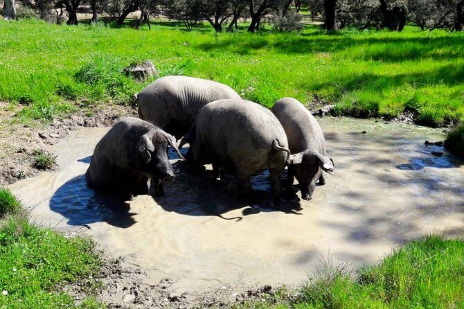 Private Iberian ham tour to the Sierra de Aracena - The Value of the Experience