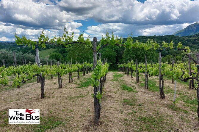 Private Irpinia Wine Tour from POSITANO, AMALFI or RAVELLO - The Experience in Detail