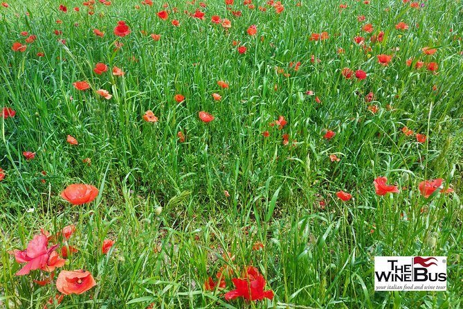 Private Irpinia Wine Tour from Sorrento with sommelier - What Makes This Tour Value for Money?