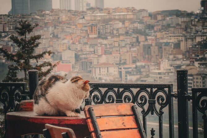 Private Istanbul Highlights Tour: 1, 2, or 3-Day Options - What Travelers Say